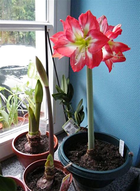 Амариллис 150 фото правила выращивания и ухода за растением в домашних условиях