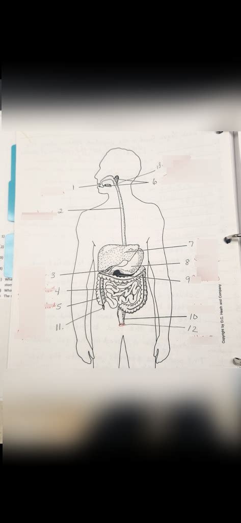 Digestive System Diagram Quizlet