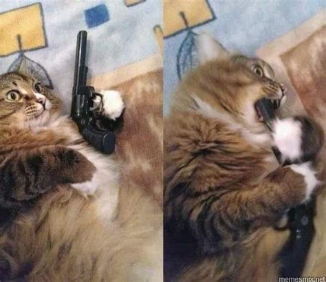 Create Meme Cat With A Gun Meme Cat With A Gun Cats Memes With Guns