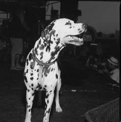 Lou Dog Sublime Wiki