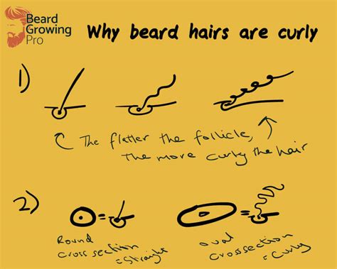 7 Ways To Keep Beard Hairs From Sticking Out Simple Tricks