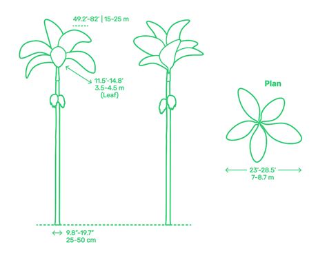 Evergreen Trees Dimensions And Drawings