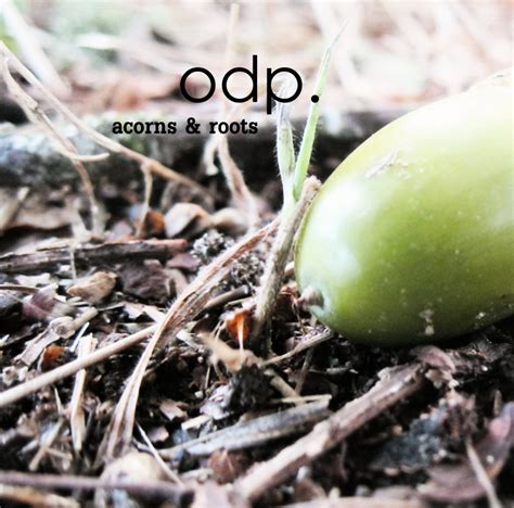 Acorns And Roots Odp