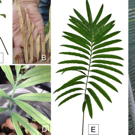 Abnormal Pinnae Of Cycas Pectinata A D Cycas Elongata E And Cycas