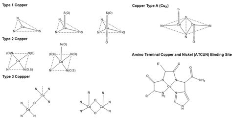 Common Cu Coordination Modalities In Peptides And Proteins Download