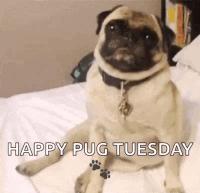 Funny Happy Tuesday Short Legged Kitty 