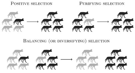 R Packages And Conventions Population Genomics With R
