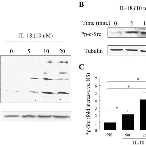 Protein Tyrosine Phosphorylation Pattern And C Src Phosphorylation In