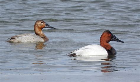 Canvasback Audubon Field Guide