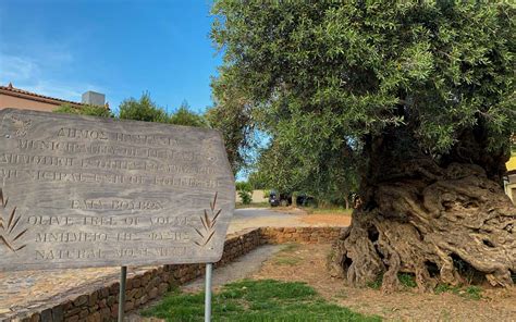 The Worlds Oldest Living Olive Tree Is In Crete Greece