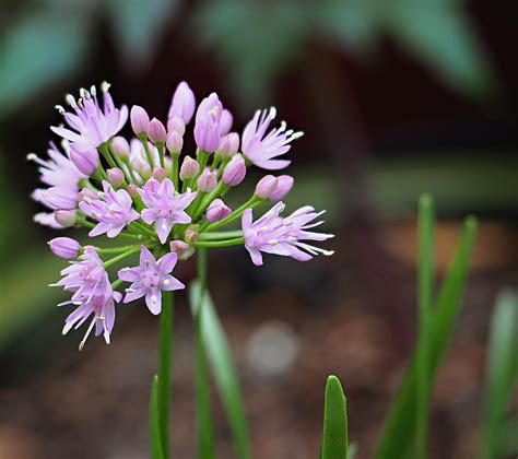 Allium Bloom Photograph By Steve Sisk Fine Art America