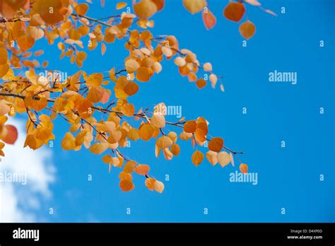Tree Leaves Turning Color Hi Res Stock Photography And Images Alamy