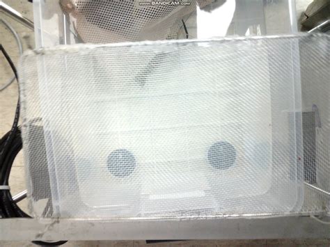 20241013 Shrimp Day Detect Computer Vision Dataset By Yolov8 Training