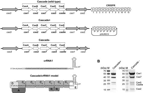 Figure 1 From Crispr Rna Binding And Dna Target Recognition By Purified