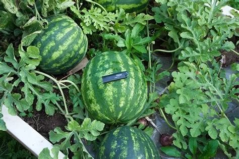 How To Determine The Ripeness Of A Watermelon By The Leg By The Sound Healthy Food Near Me