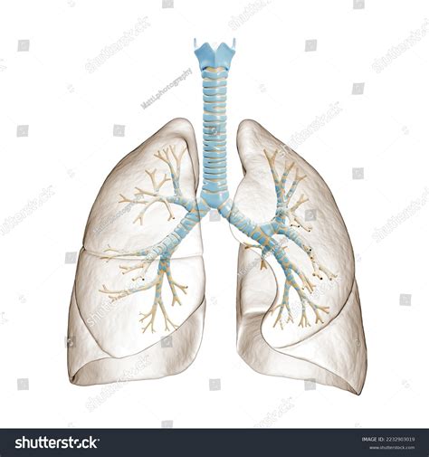 Human Lungs Diagram Labeled