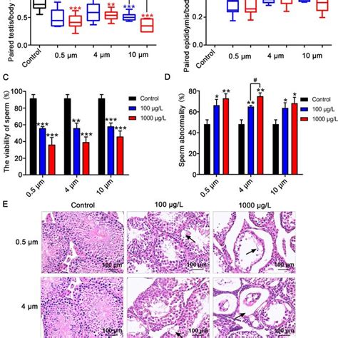 PS MPs Exposure Induced Reproductive Toxicity In Male Mice Mice Were Download Scientific