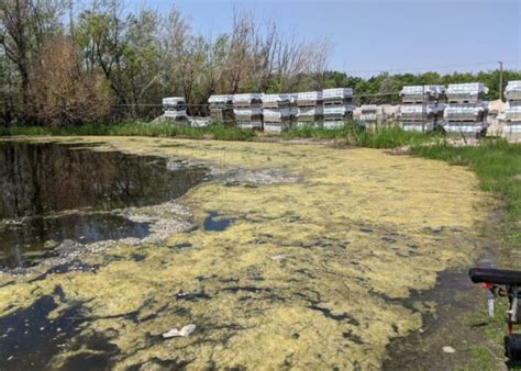 Pond Owners Eutrophication Can Destroy Your Water Quality Clean