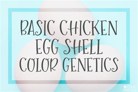 Basic Chicken Egg Shell Color Genetics Silver Homestead
