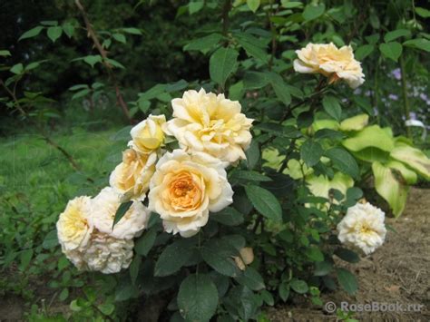 Галерея Marc Antoine Charpentier Masmacha Энциклопедия роз