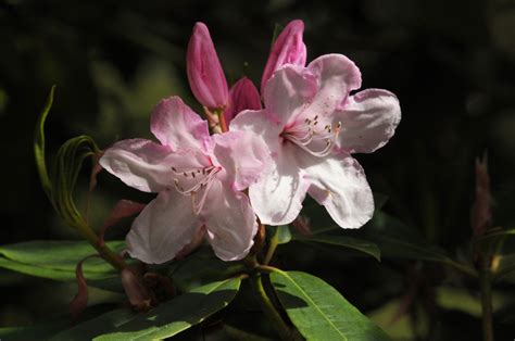 What Is The National Flower Of Norway Best Flower Site