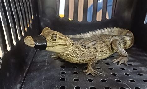 Autoridades Intervienen En Soacha Y Salvan A Babilla De Tenencia Ilegal