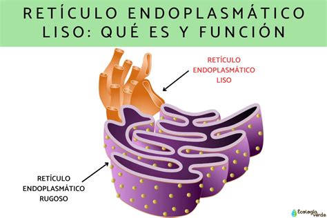 Smooth Endoplasmic Reticulum What Is And Function Evidence Network