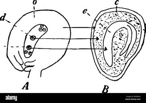 Endosperm