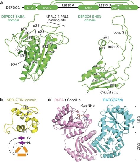 Domain Structures Within The Gator1rag Gtpases Complex A Structures