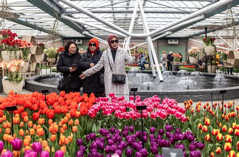 Worlds Biggest Tulip Garden And One Of Its Most Photographed Spots Marks 75 Years In Lisse