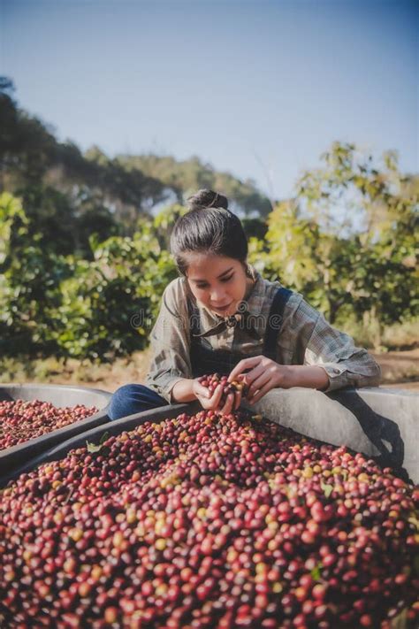 Coffee Beans In The Fermentation And Washing Process Dry Raw Coffee
