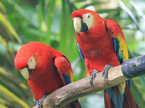 Guacamaya Roja Qué Es Características Hábitat Reproducción