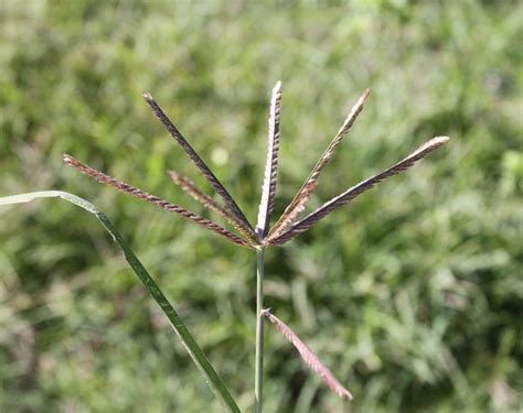 Goosegrass Mizzou Weedid