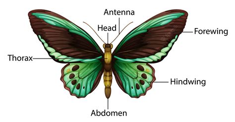 How To Draw A Butterfly And Label Its Parts
