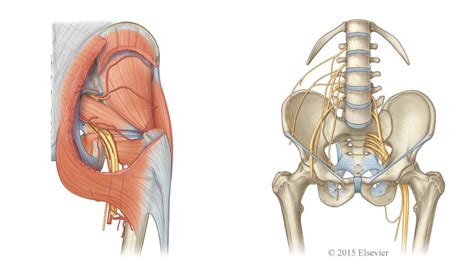 Diagram Of Lumbar And Sacral Plexuses Quizlet