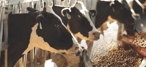 Process Optimization In Cattle Feed Dairy Dimension