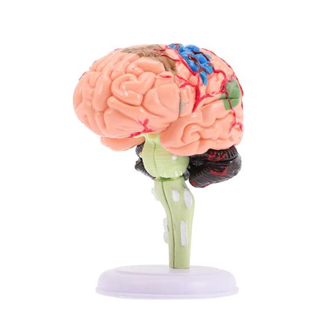 Brain Structure Model Science Teaching Anatomy Classroom