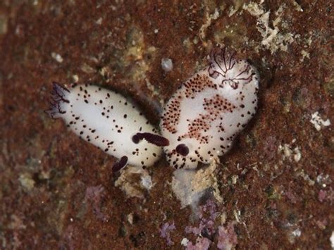 Pin By Just A Lil Dead Inside On Sea Bunnies Bunny Sea Slug Sea