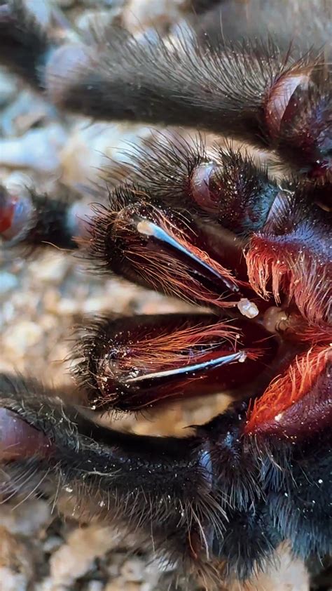 Exploring The Mojave Desert Tarantulas Unique Adaptations Tiktok