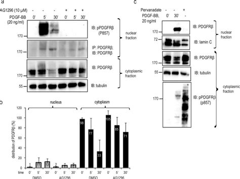 PDGF BBinduced nuclear transport of PDGFRβ is not quenched by receptor Download Scientific