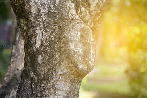 Beautiful Bark Tree In Nature 43627684 Stock Photo At Vecteezy