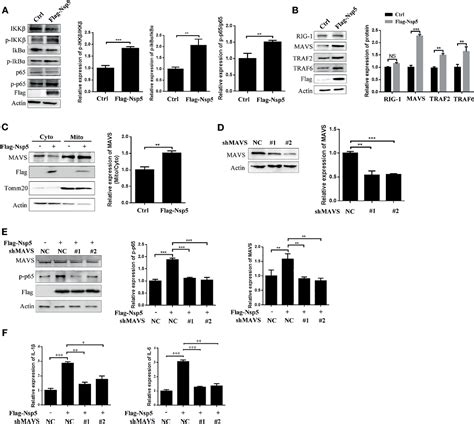 Figure 3 From Sars Cov 2 Nsp5 Activates Nf κb Pathway By Upregulating