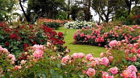 🌹 Introduction To Roses Types Benefits And Best Climate For Each Mai