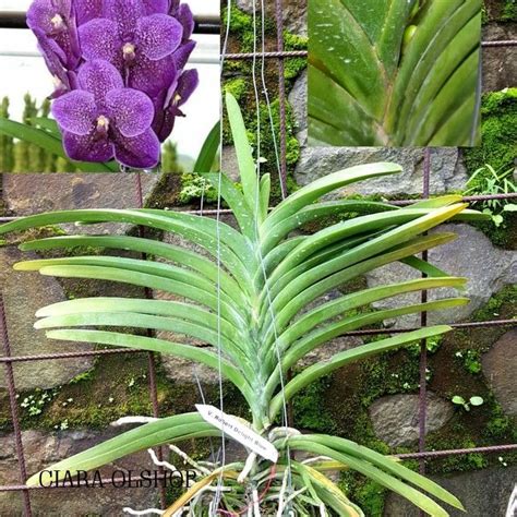 Anggrek Vanda Foetida Jumbo Dewasa Siap Bunga Lazada Indonesia