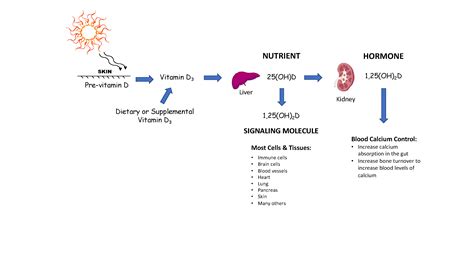 Is Vitamin D A Nutrient Or A Hormone Grassrootshealth