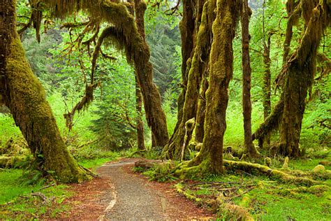 Forêt Humide Hoh Banque Dimages Et Photos Libres De Droit Istock