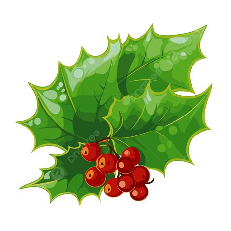 크리스마스 잎 클립 아트 홀리 잎과 열매 절연 벡터 만화 크리스마스 잎 클립 아트 만화 Png 일러스트 및 벡터 에 대한