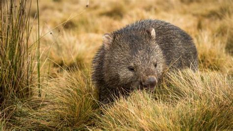 Calls For Greater Support To Protect Wombats From Deadly Skin Disease