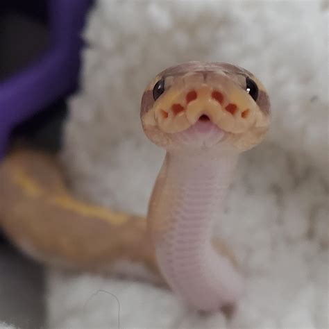 7873 Best Rballpython Images On Pholder Why Didnt Anyone Warn Me