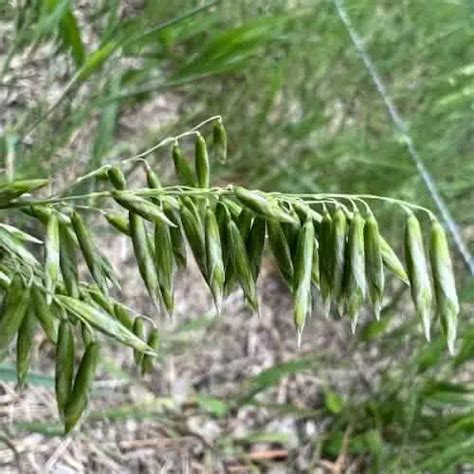 11 Native Grasses For Texas Gardens Id Pics Pond Informer